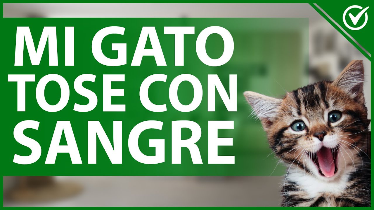 ¿Por qué mi gato tose sangre y qué debo hacer al respecto? | Mascotario