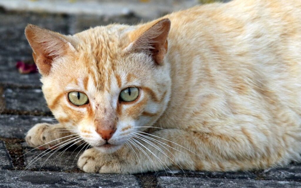 ¿Por qué puede tener un gato la nariz seca? Consejos del veterinario ...