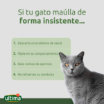 Por qué tu gatito llora mucho y cómo puedes ayudarle | Mascotario