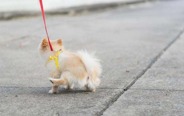 Posibles causas del sangrado vulvar en perras: qué debes saber | Mascotario