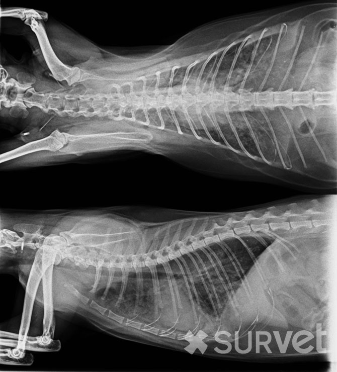 Pronóstico y tratamiento del edema pulmonar en perros | Mascotario