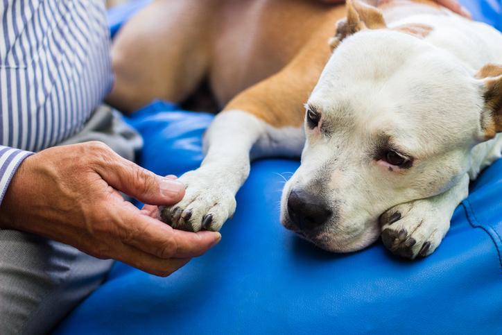 Qué causa el sangrado anal en perros y cómo tratarlo | Mascotario