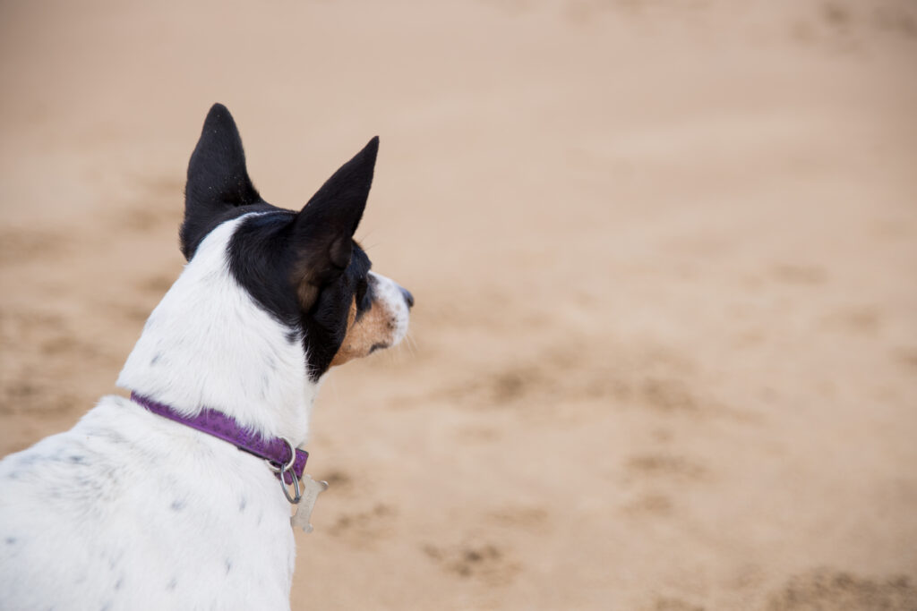 ¿Qué significa cuando el lomo de tu perro se eriza? Aprende aquí ...