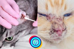 Razones por las que mi gato tose y soluciones efectivas | Mascotario