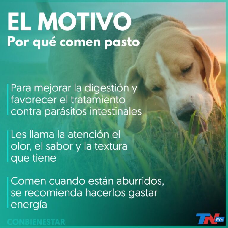 10 Alimentos que forman parte de la dieta de las focas | Mascotario