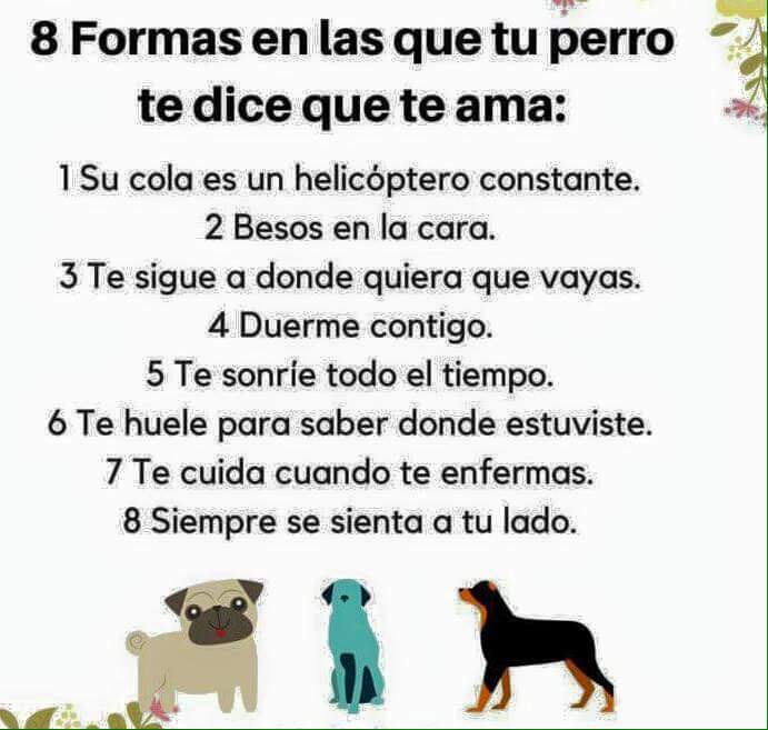 Razones por las que tu perro te mira fijamente | Mascotario