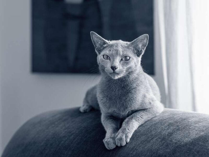 Sida felino: todo lo que necesitas saber sobre su contagio, síntomas y ...