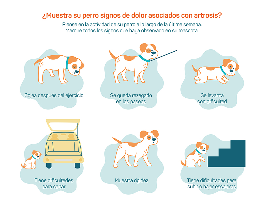 Signos clínicos y tratamiento de la artritis en perros | Mascotario