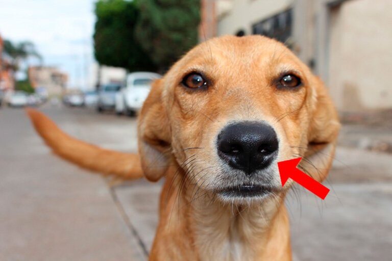 Síntomas, causas y tratamientos de los mocos en perros | Mascotario