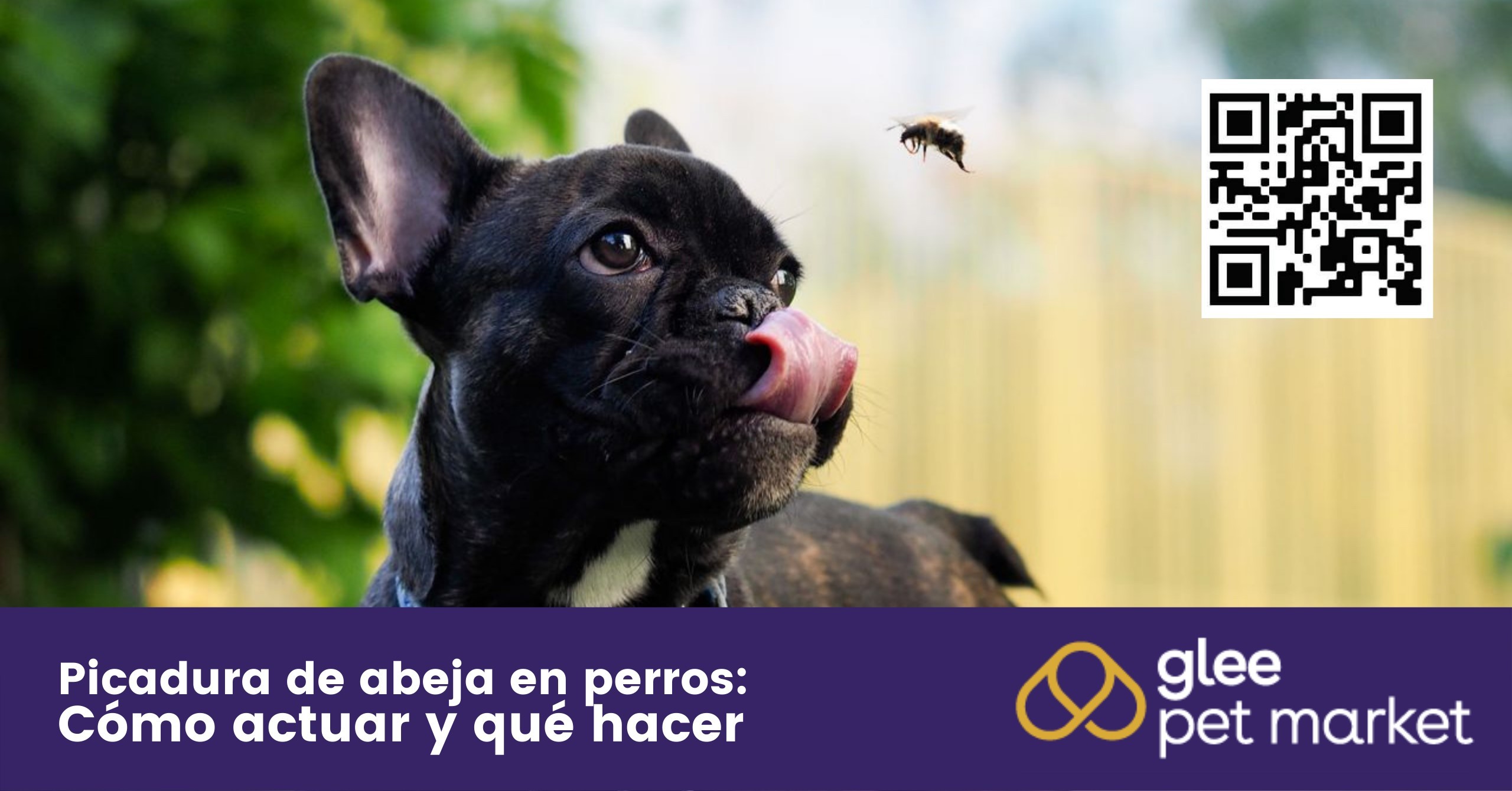 Síntomas de picadura de abeja en perros y cómo actuar | Mascotario