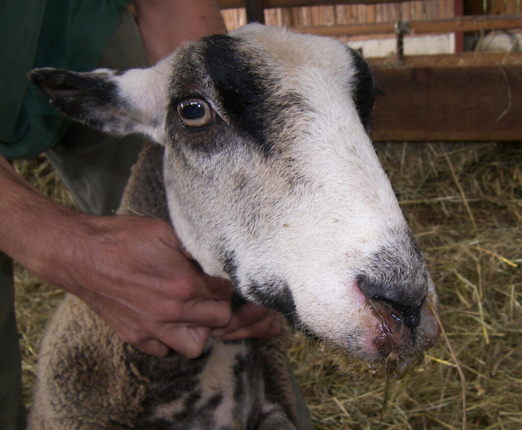 Síntomas y prevención de la Enfermedad de la Lengua Azul en animales ...
