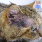 Síntomas, causas y tratamiento de la dermatitis húmeda en perros ...