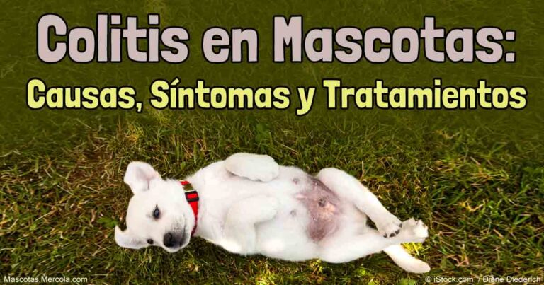 Síntomas y tratamiento de la colitis en perros | Mascotario