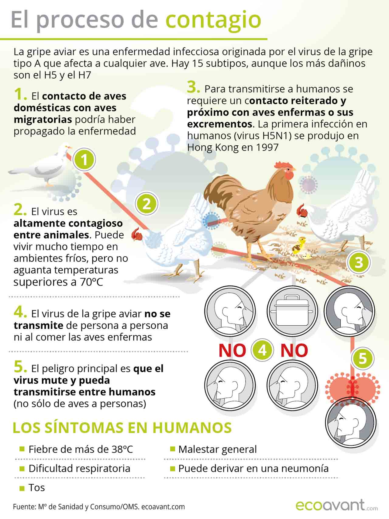 Síntomas y tratamiento de la influenza aviar: todo lo que necesitas ...