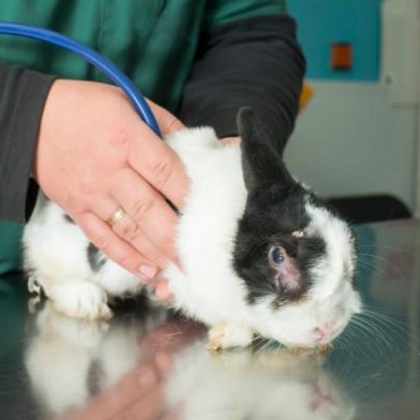 Síntomas y tratamiento de la sarna en conejos | Mascotario