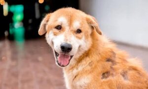Síntomas y tratamiento de la tenia en perros: todo lo que necesitas ...