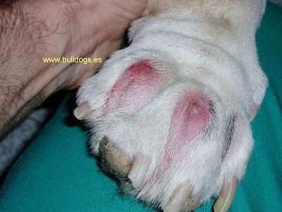 Síntomas y tratamiento de quistes interdigitales en perros | Mascotario