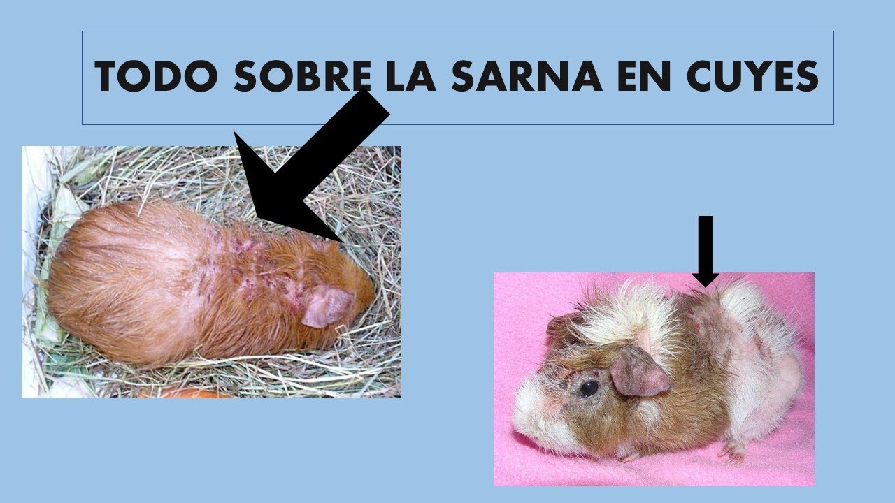 Síntomas y tratamiento de sarna en cobayas: prevención y cuidados ...