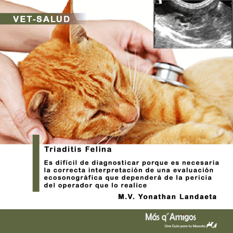Síntomas y tratamiento de Triaditis felina: Guía completa | Mascotario