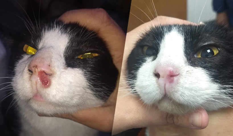Síntomas y tratamiento del cáncer nasal en gatos | Mascotario