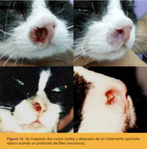 Síntomas y tratamiento del carcinoma de células escamosas en gatos ...