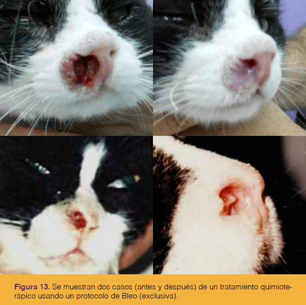 Mastitis en gatas: todo lo que necesitas saber sobre los síntomas y ...