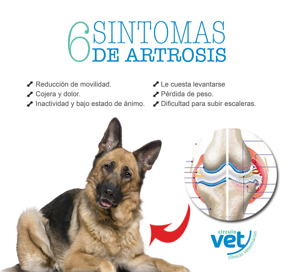 Síntomas y tratamiento del dolor articular en perros | Mascotario