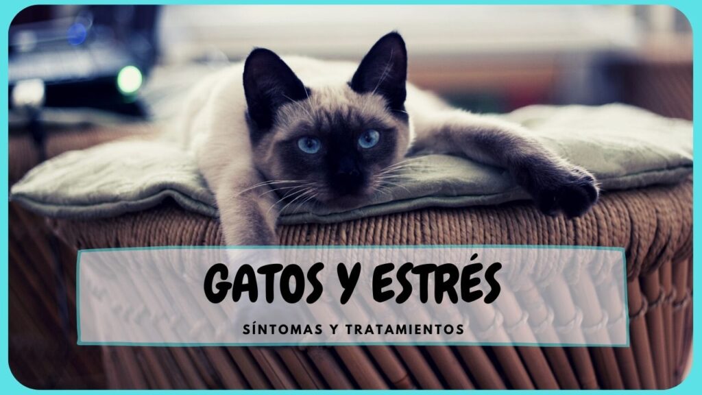 Síntomas y tratamiento del estrés en gatos | Mascotario