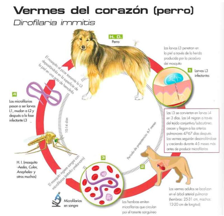 Síntomas y tratamiento del gusano pulmonar en perros | Mascotario