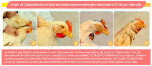 Síntomas y tratamiento del moquillo en aves: coriza infecciosa aviar ...