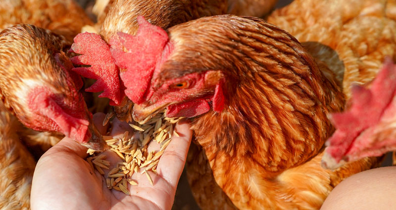 Tipos de alimentación para gallinas: conoce las mejores opciones ...