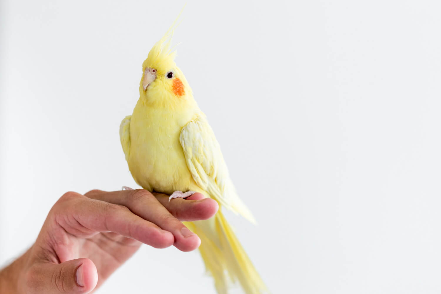 Tipos, nombres y fotos de pájaros domésticos | Mascotario