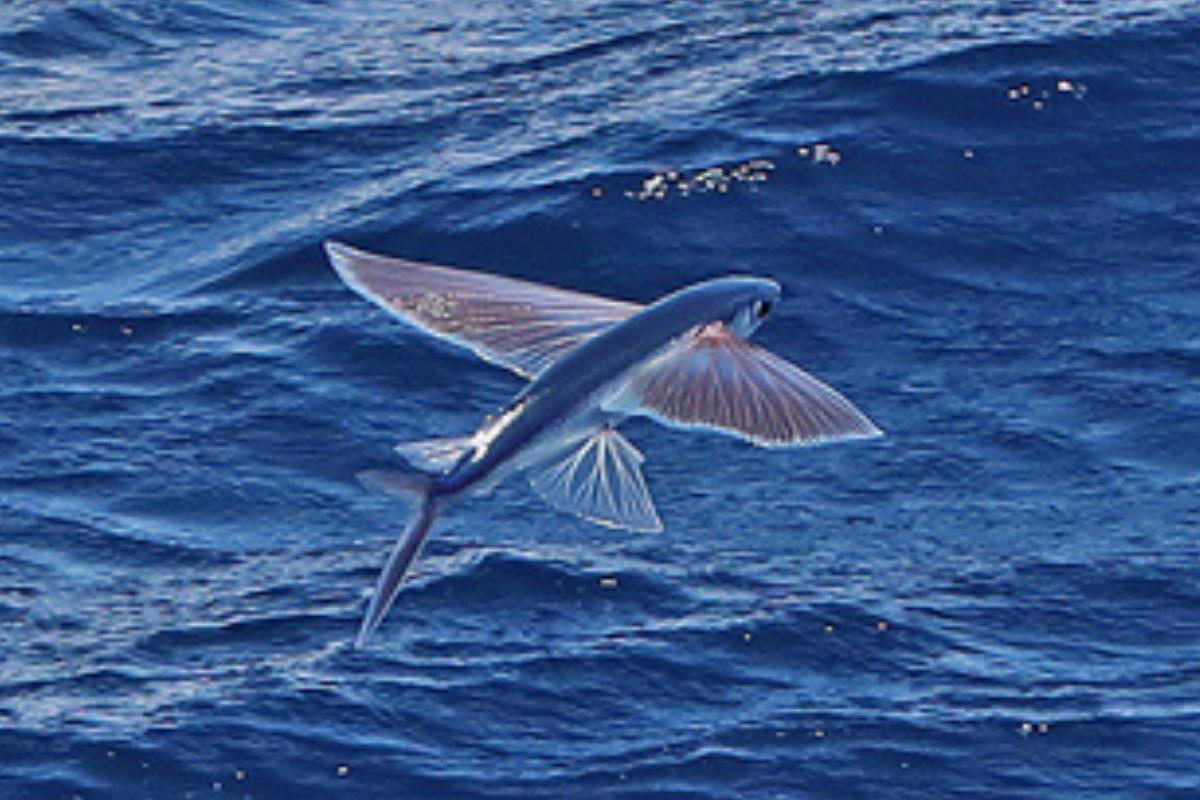 Tipos y características de peces voladores: todo lo que necesitas saber ...