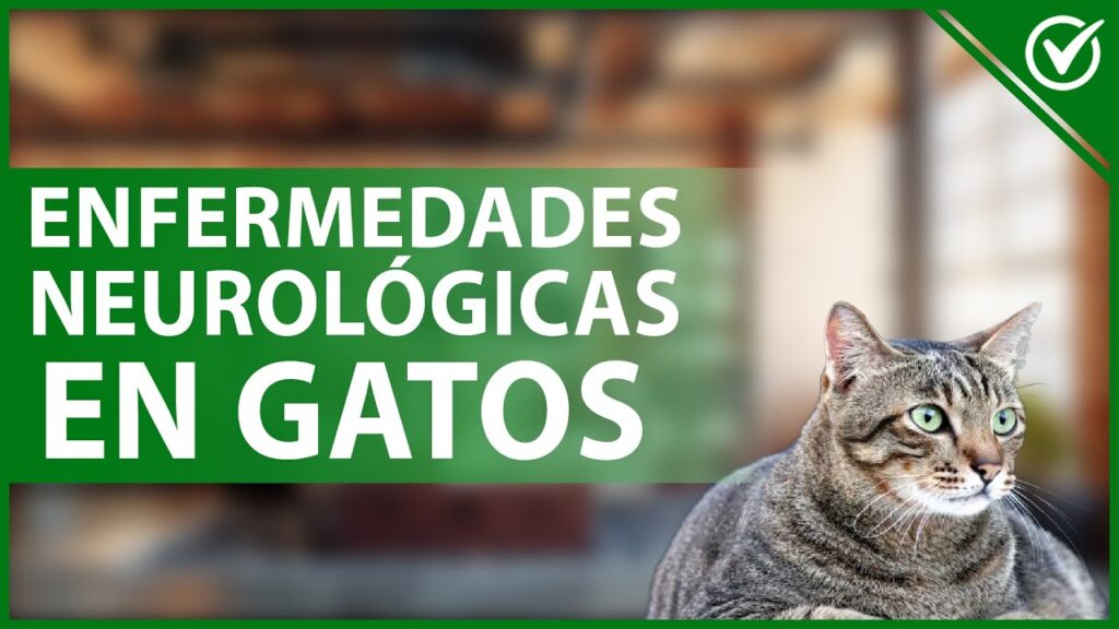 Todo lo que debes saber sobre enfermedades neurológicas en gatos ...