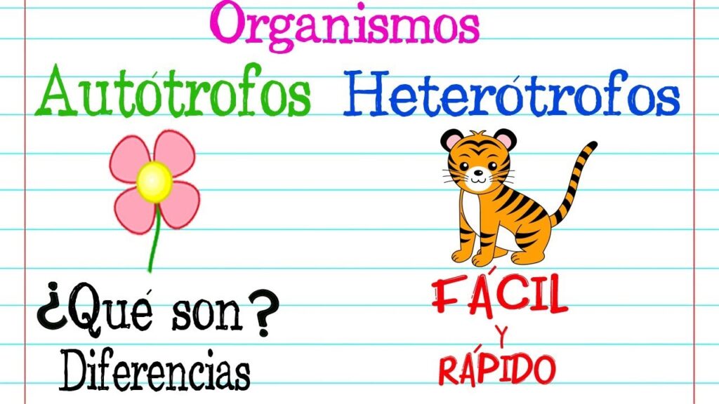 Todo lo que debes saber sobre seres autótrofos y heterótrofos | Mascotario