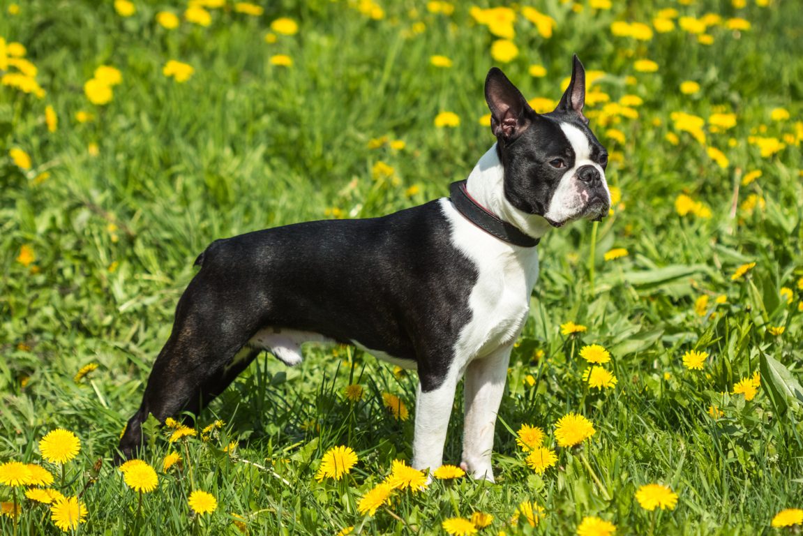 Todo lo que necesitas saber sobre el Boston Terrier, la raza de perro ...