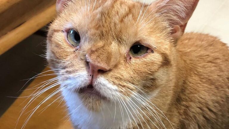 Todo lo que necesitas saber sobre el Síndrome de Down en animales ...