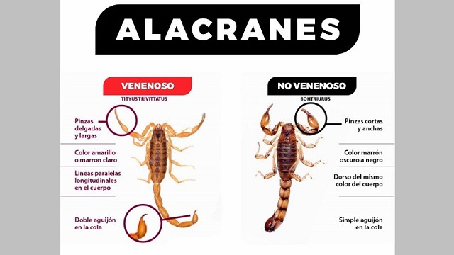Todo lo que necesitas saber sobre las características de los ...