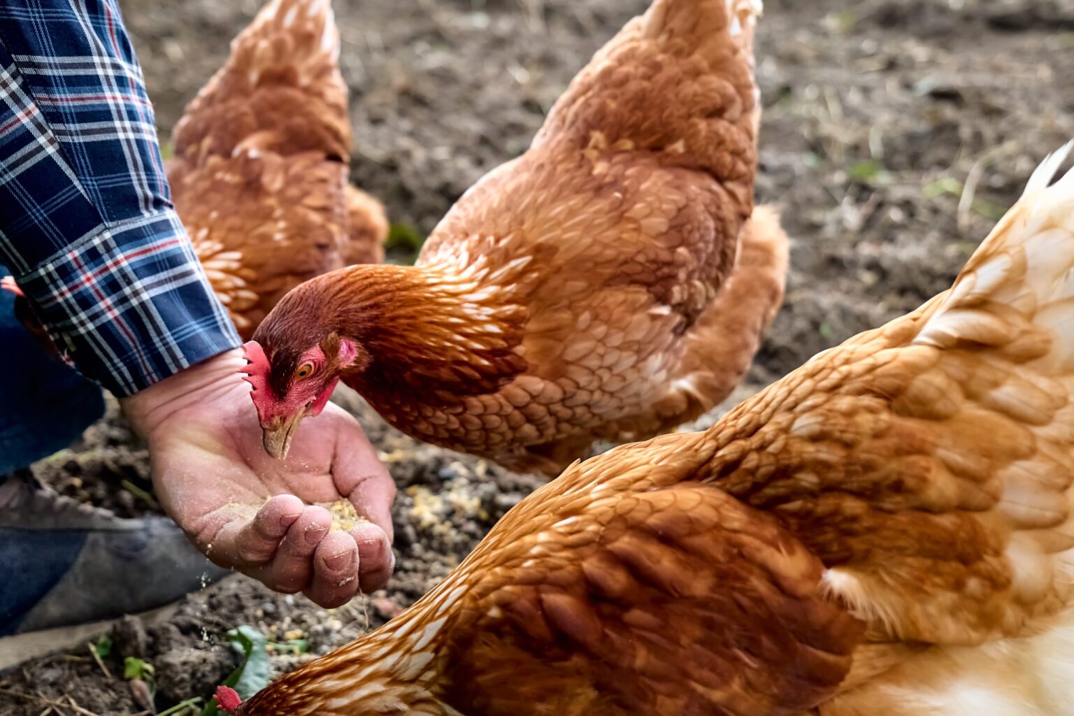 Tratamiento para micosis en aves: consejos efectivos | Mascotario