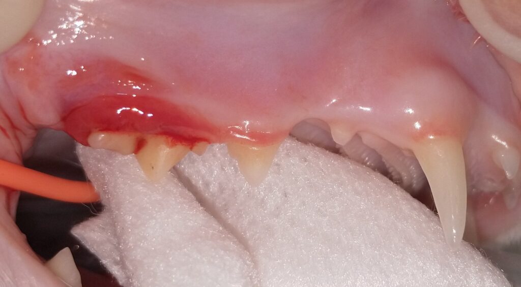 Tratamiento y prevención de la enfermedad periodontal en gatos | Mascotario