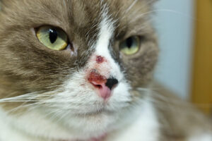 Tratamiento y síntomas de cáncer de piel en gatos | Mascotario