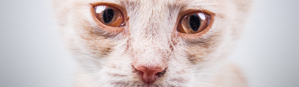 Tratamiento y Síntomas del Shock Anafiláctico en Gatos | Mascotario