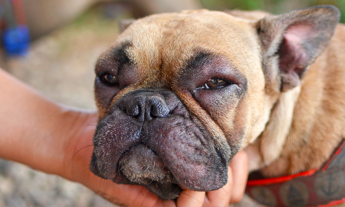Tratamiento y síntomas del shock anafiláctico en perros | Mascotario