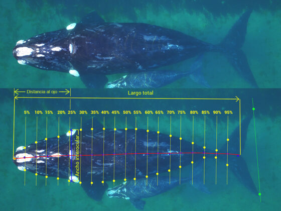 Vida útil de las ballenas: duración y factores clave | Mascotario