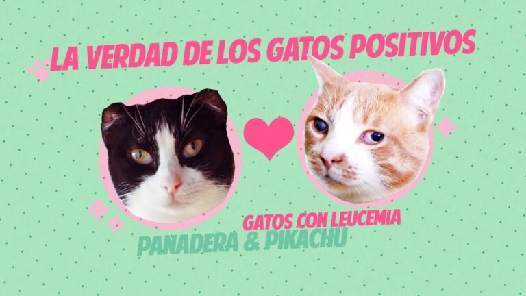 Vida útil de un gato con leucemia felina: todo lo que necesitas saber ...